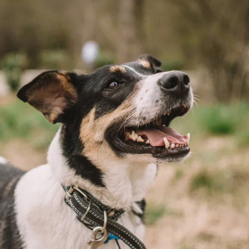 Няня для детей и охранник в одном лице