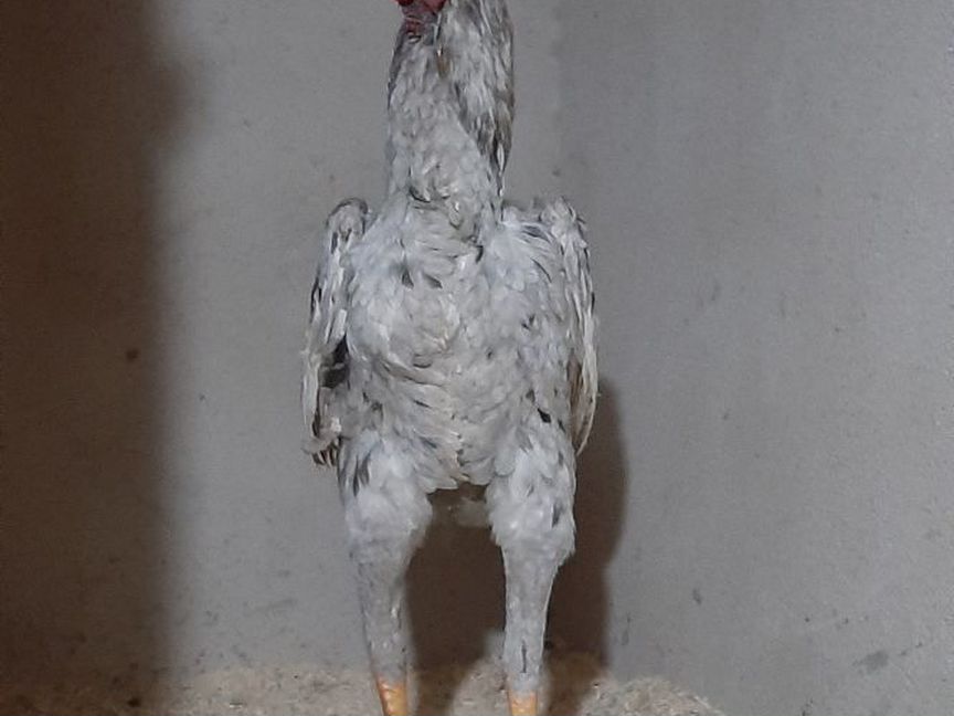 Бойцовые петухи