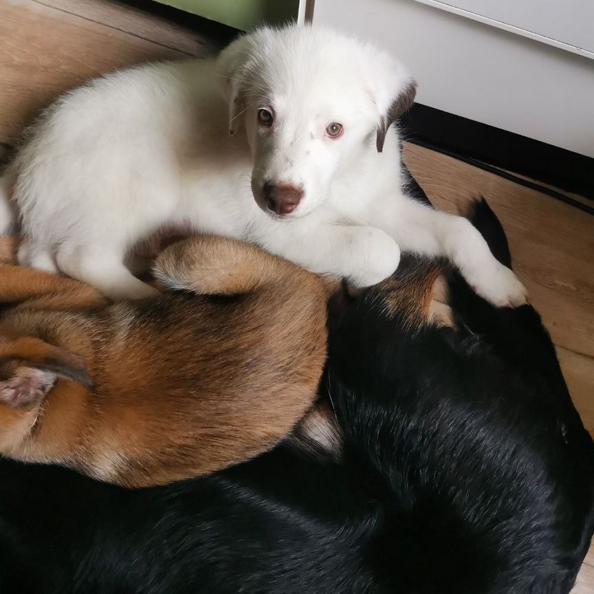 Щенки