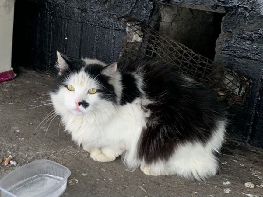 Домашний котик не выживет на улице