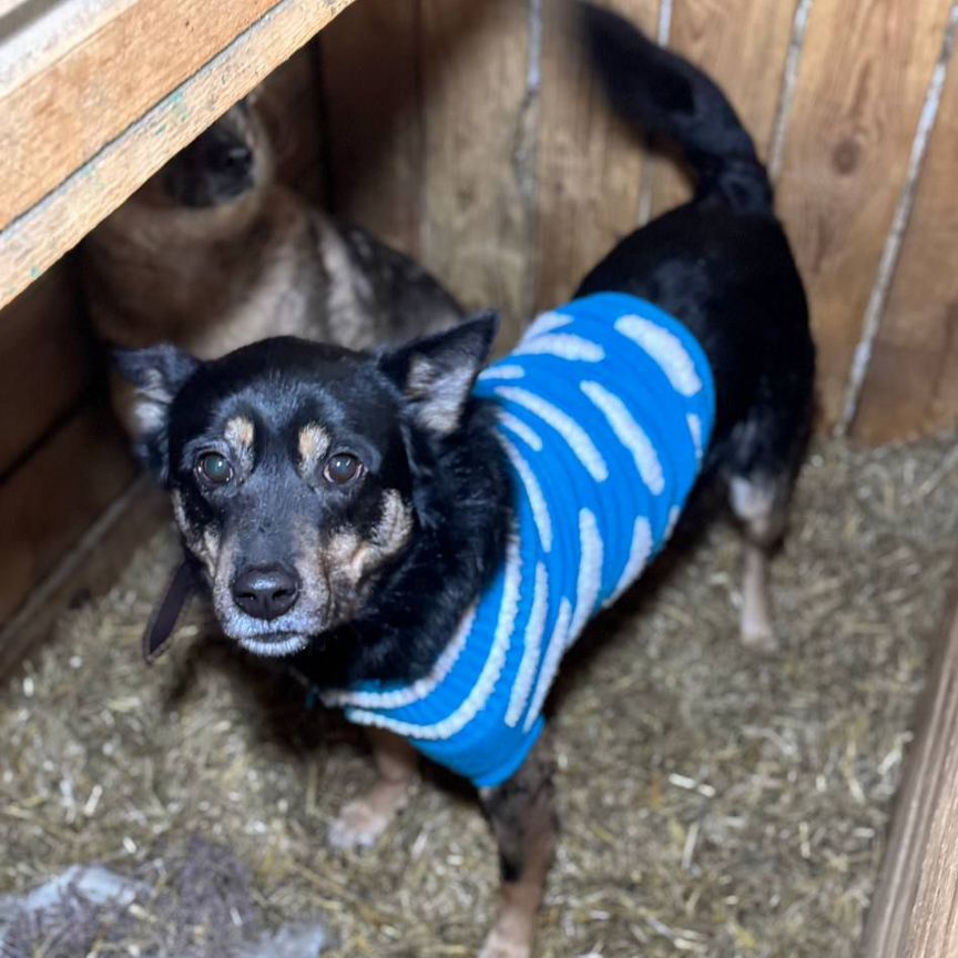 Взрослый пёс в добрые руки