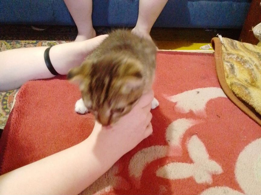 Котята
