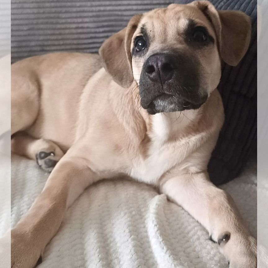 Английский бульдог, щенок