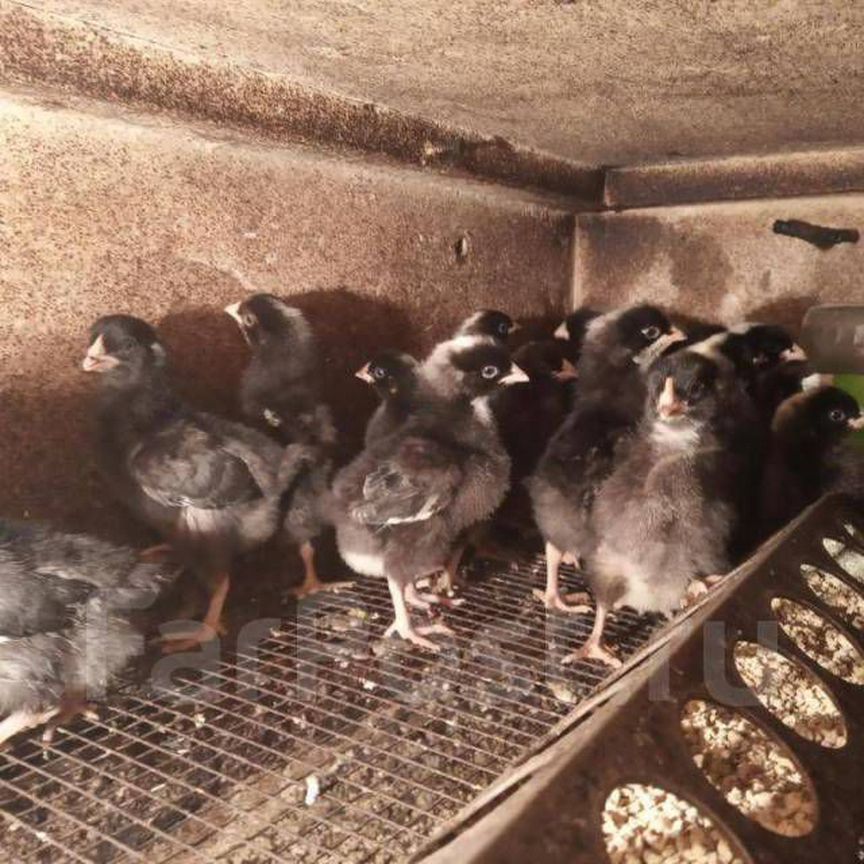 Цыплята доминант д 959 суточные