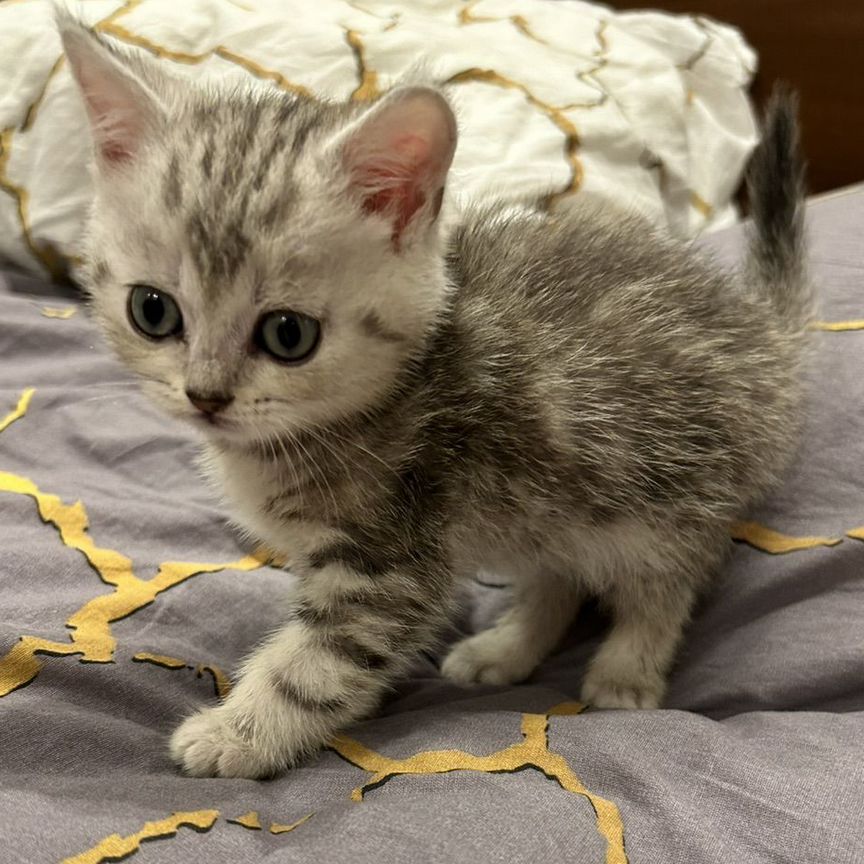 Шотландский прямоухий короткошёрстный котёнок