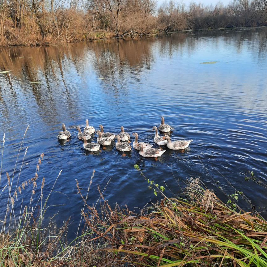 Гуси бойцовые