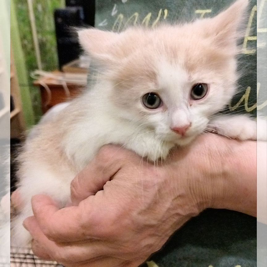Котёнок в добрые руки