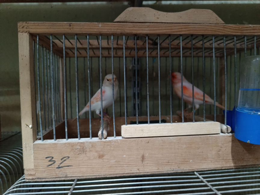 Канарейка красная мозаика