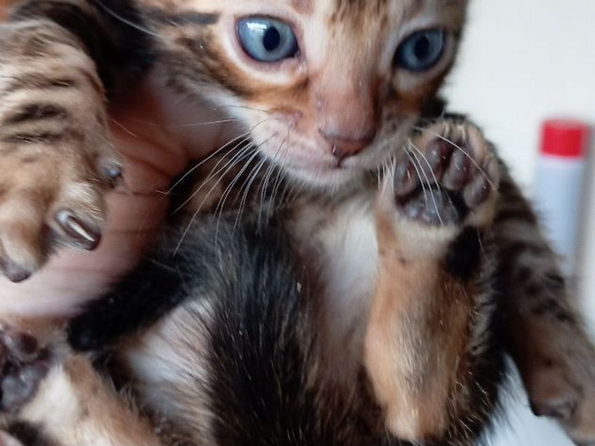 Бенгальские котята