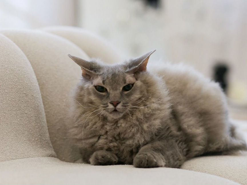 Кошка