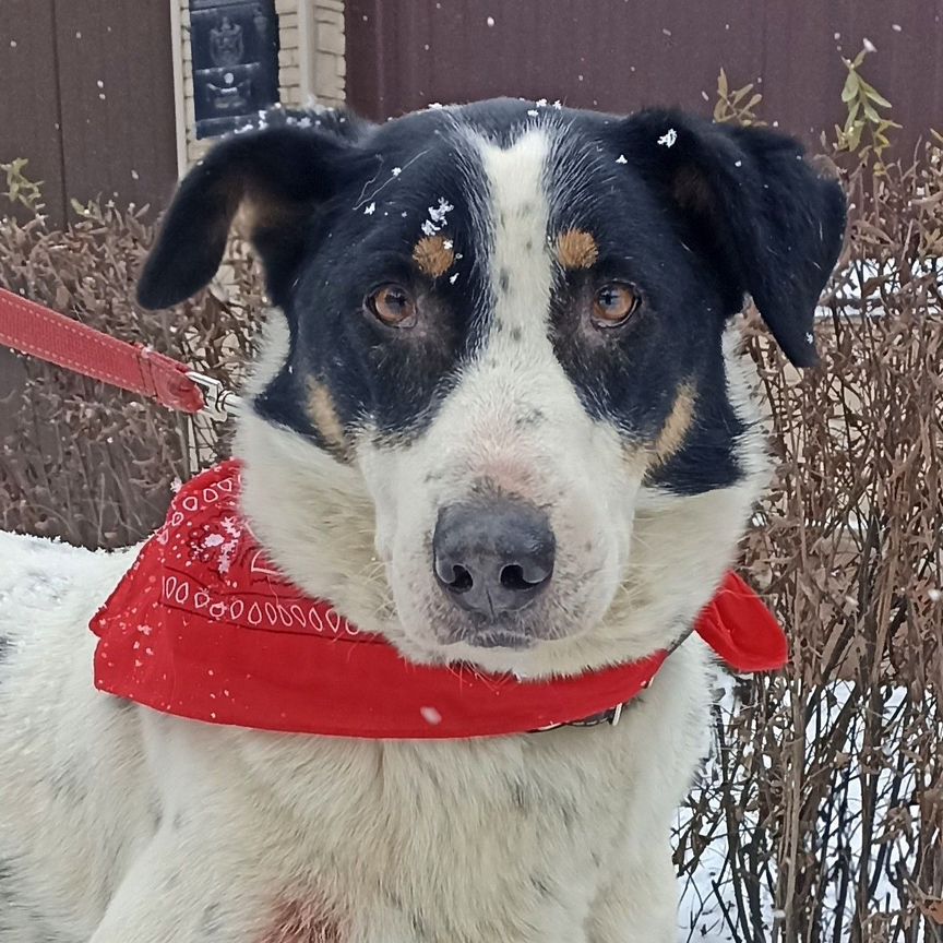 Джек, спокойный уравновешенный пес