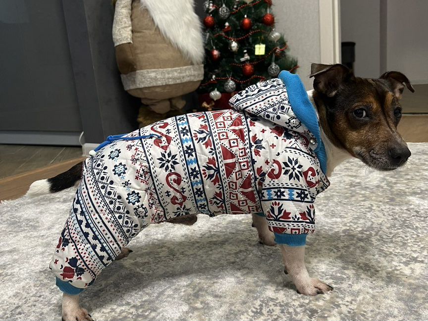Одежда для собак