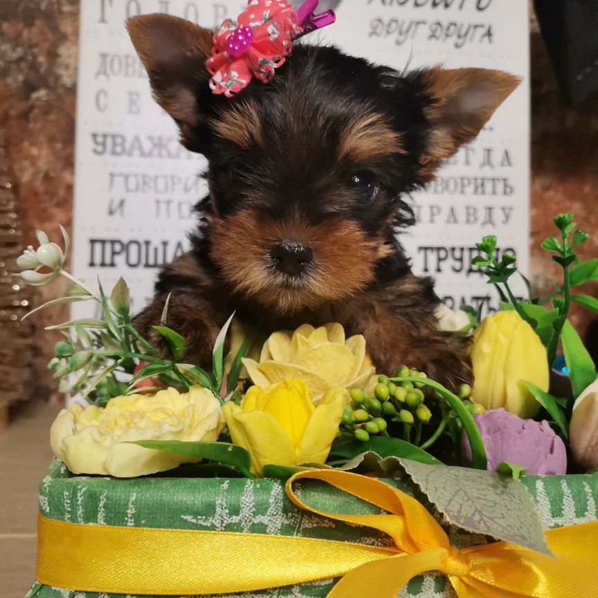 Йоркширский терьер мини куколка