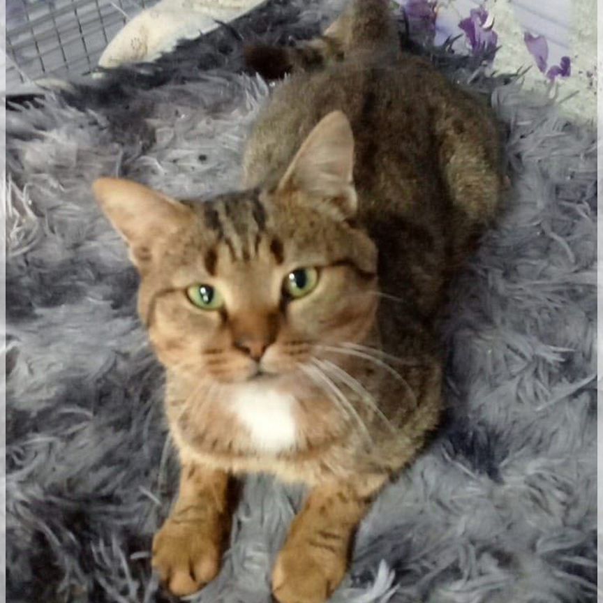 Взрослый кот в добрые руки