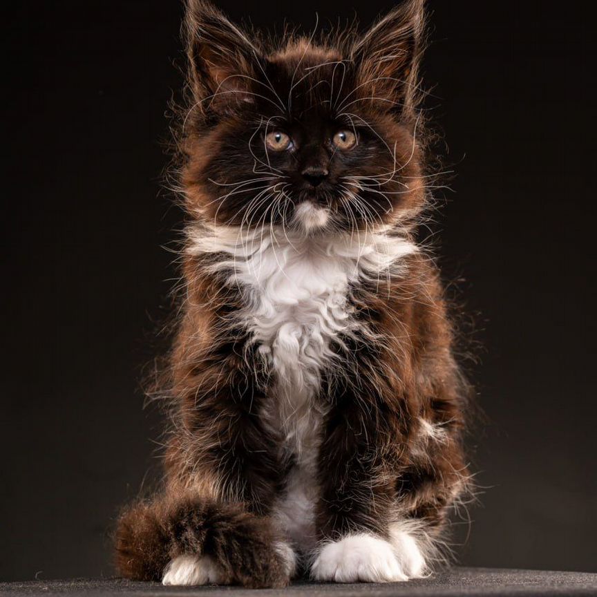 Чёрный с белым котёнок мейн-кун