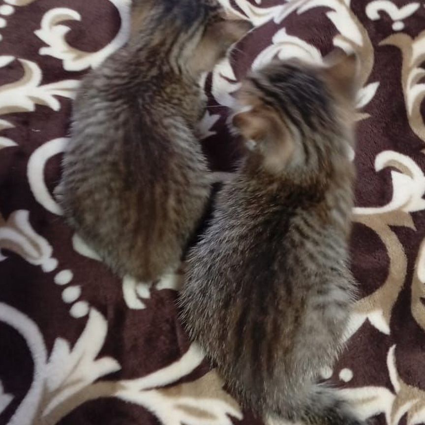 Котята в добрые руки бесплатно