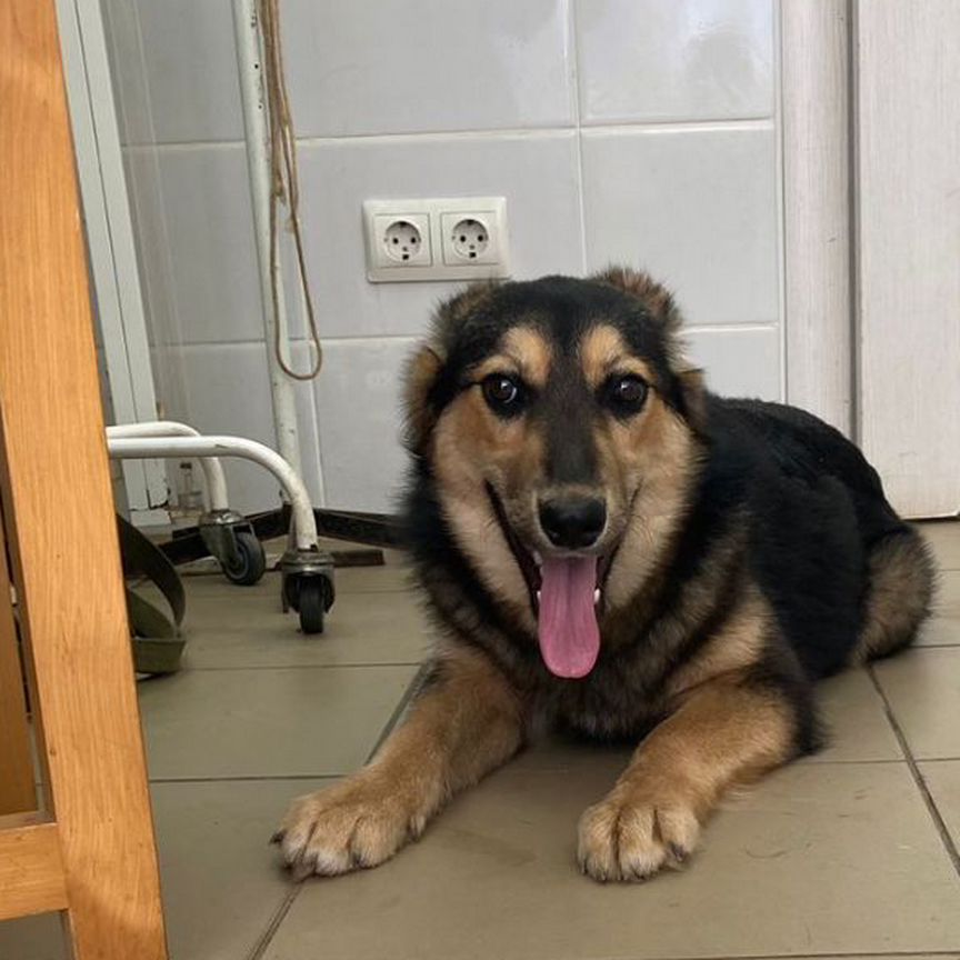 Взрослая собака в добрые руки