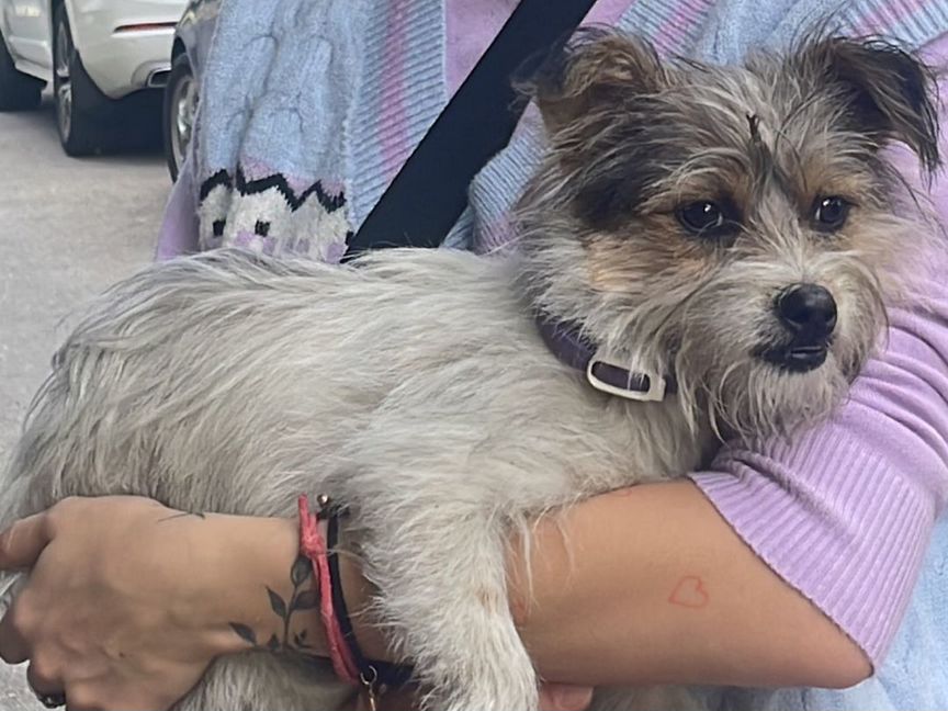 Помесь Джек рассел и йорк