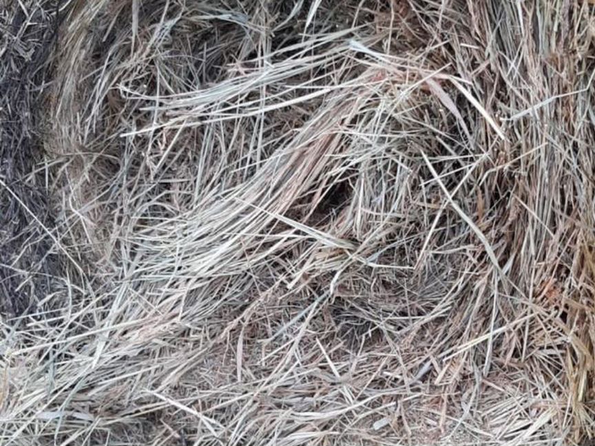 Сено суданка в рулонах