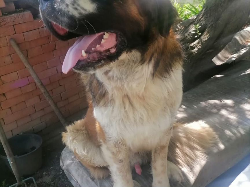 Вязка московская сторожевая кобель