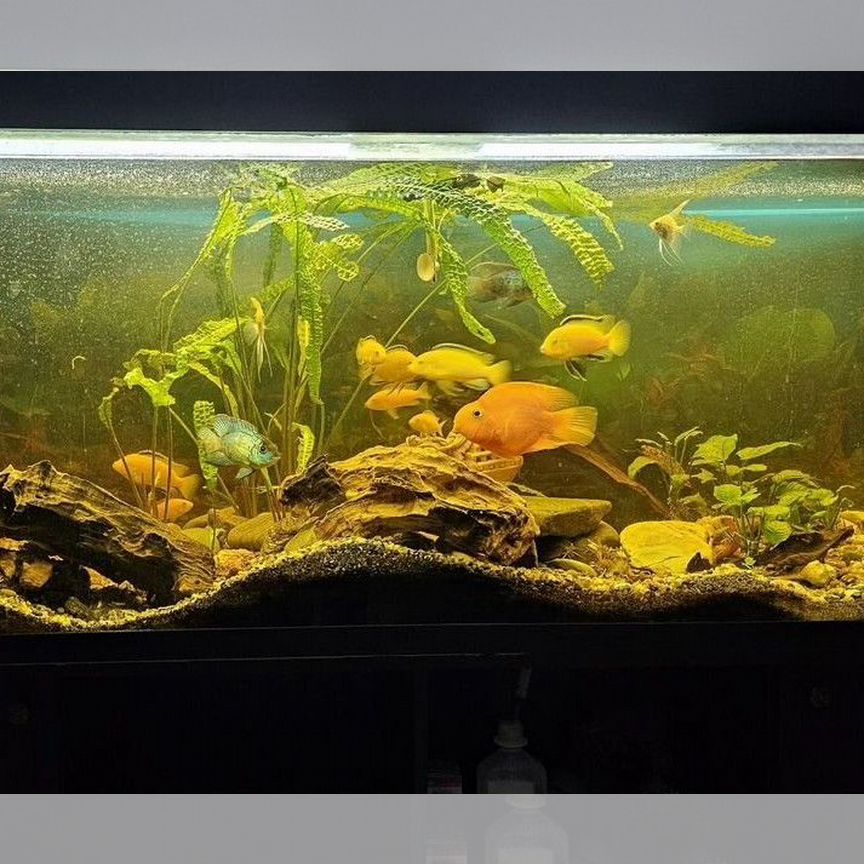 Продам рыбок