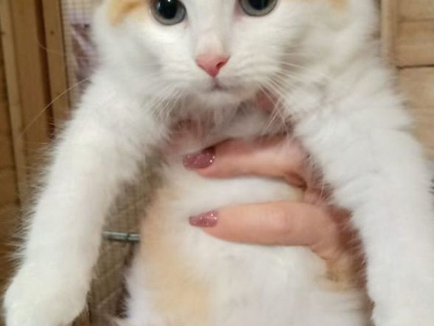 Белый с рыжим котёнок