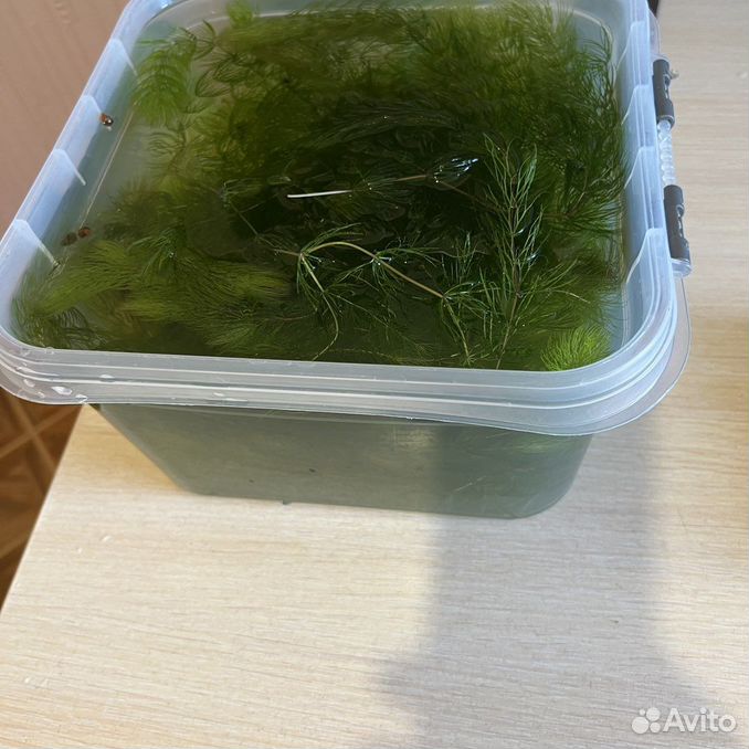 Продам роголистник