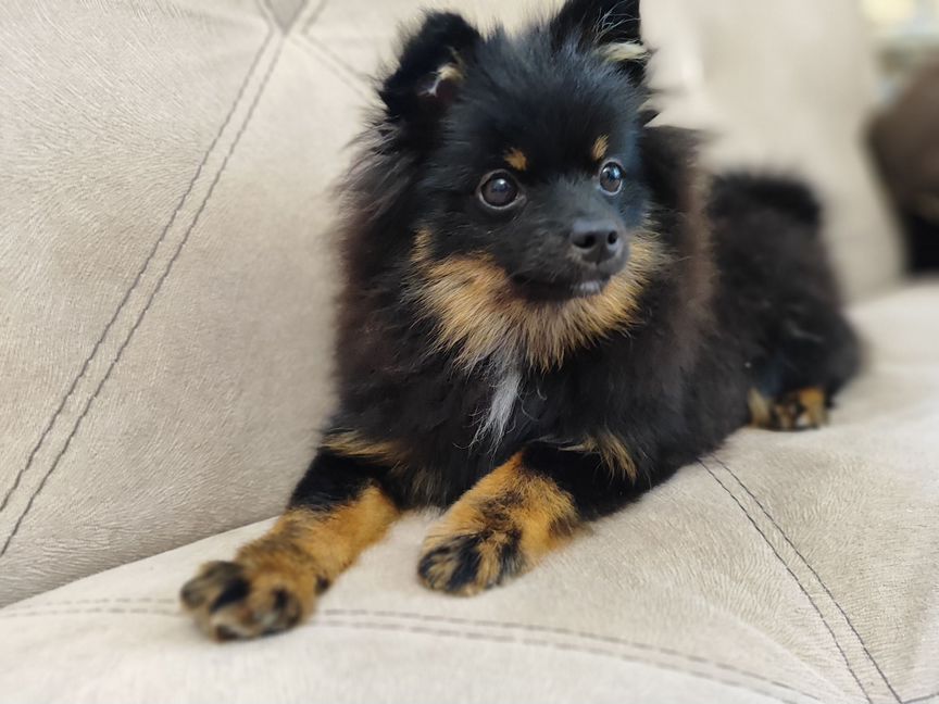 Девочка малого немецкого шпица