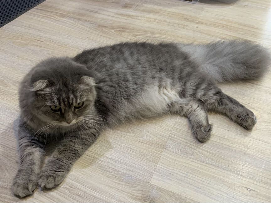 Кошечка шотландка вислоухая, 8 мес