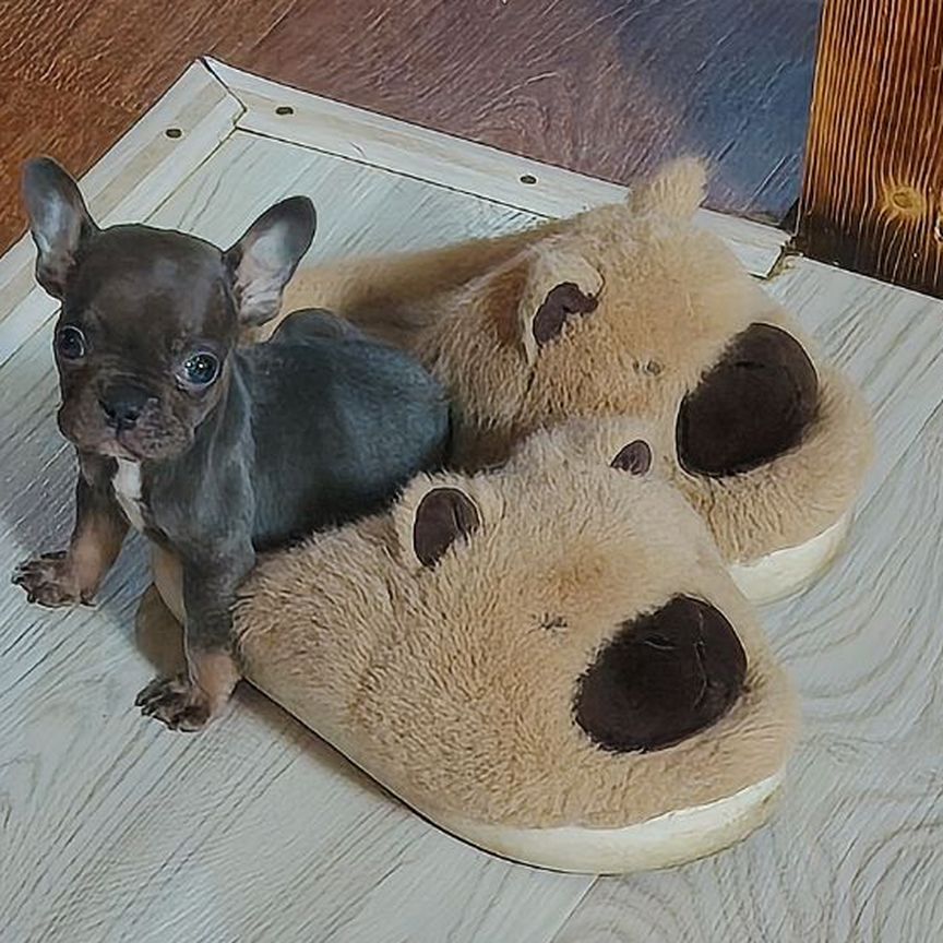 Французский бульдог, щенок