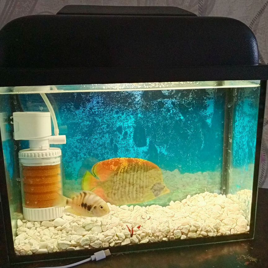 Аквариумные рыбки