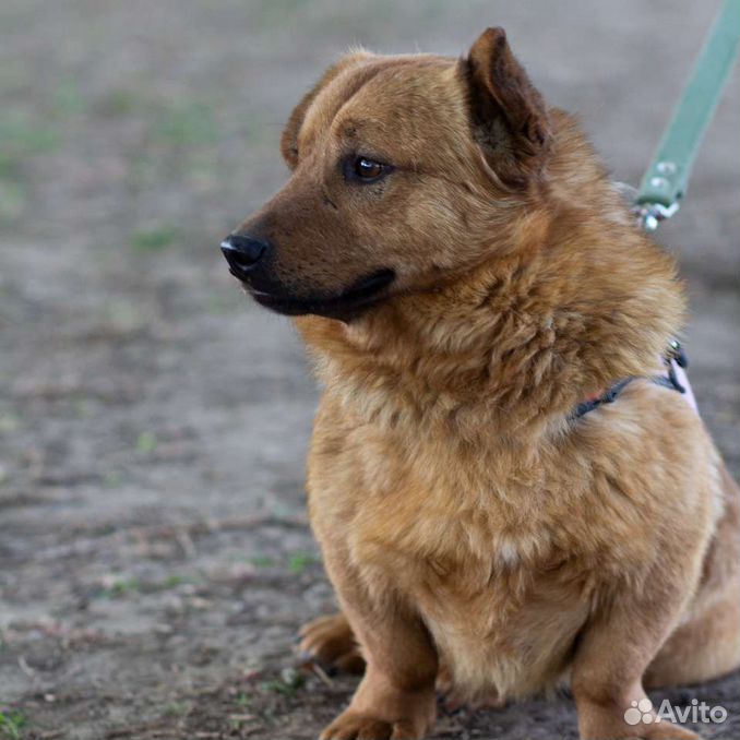 Деловой Портос, собака в добрые руки