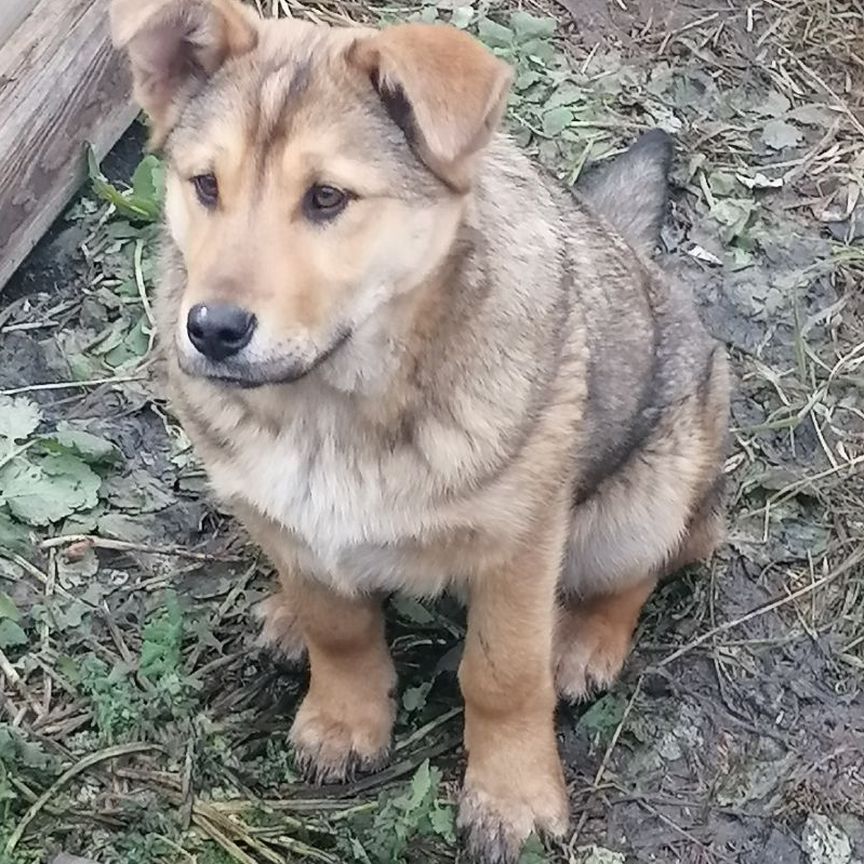 Щенок в добрые руки