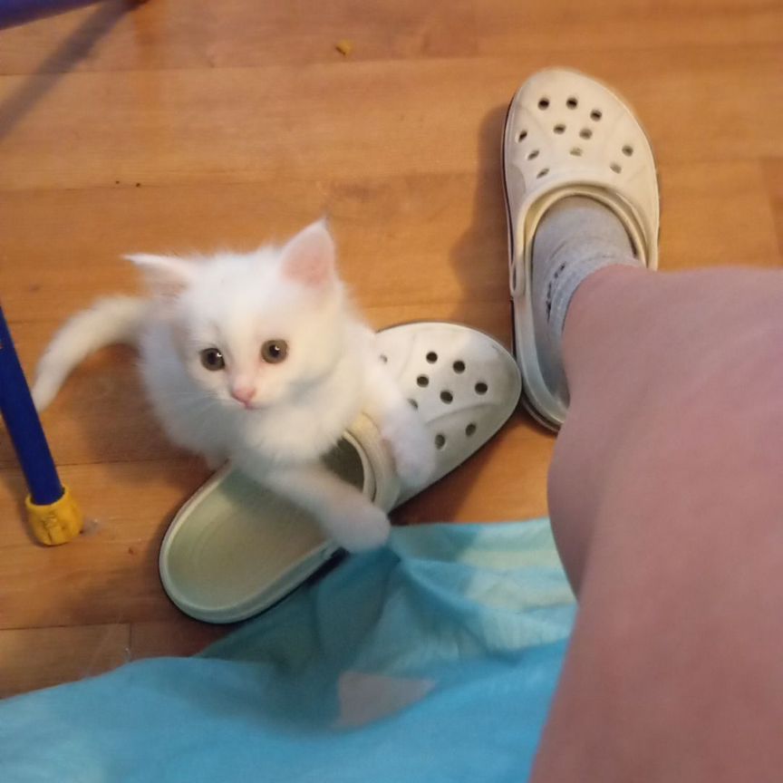 Домашние животные котята бесплатно