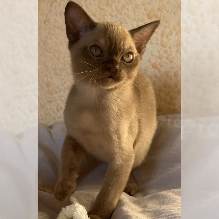 Европейский бурманский котёнок