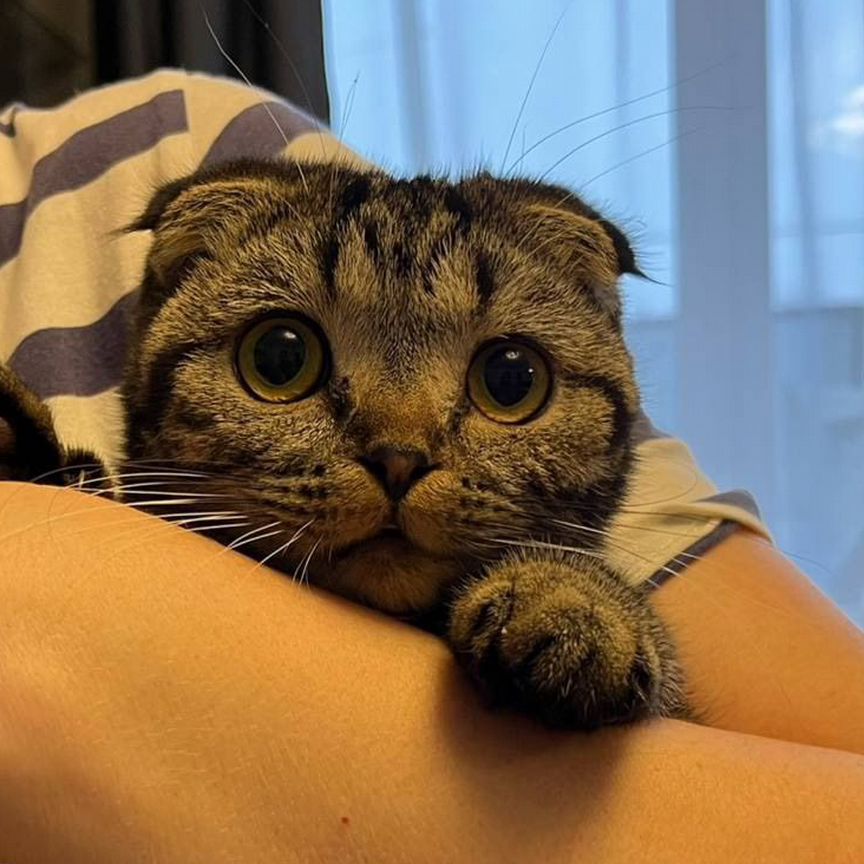 Шотландская вислоухая короткошёрстная кошка, взрослая