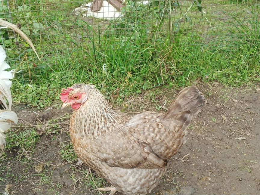 Куры несушки Легбары