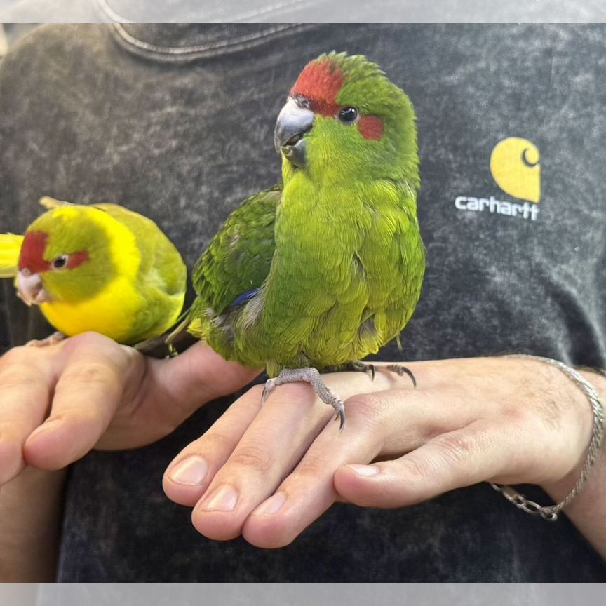 Выкормыш какарик попугай средний ручной
