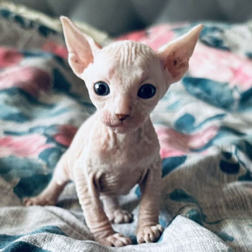 Канадский сфинкс