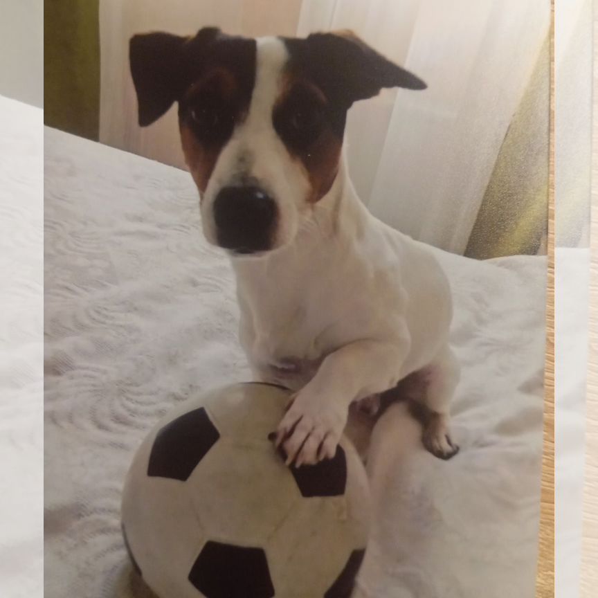 Джек-рассел-терьер, взрослый пёс