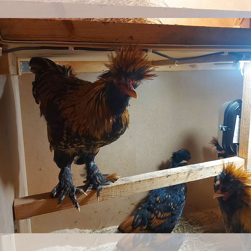 Петушки павловские золото