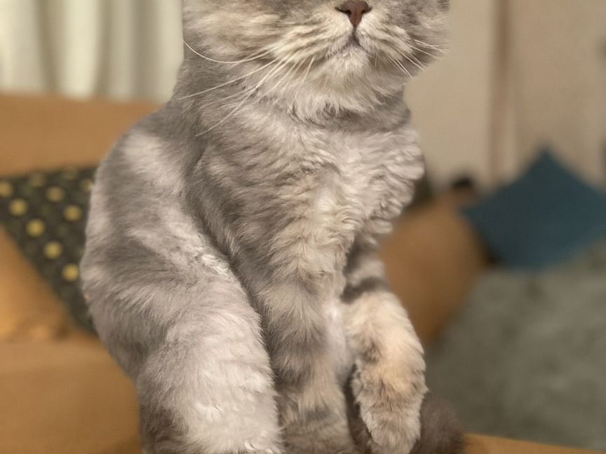 Кот хайленд фолд