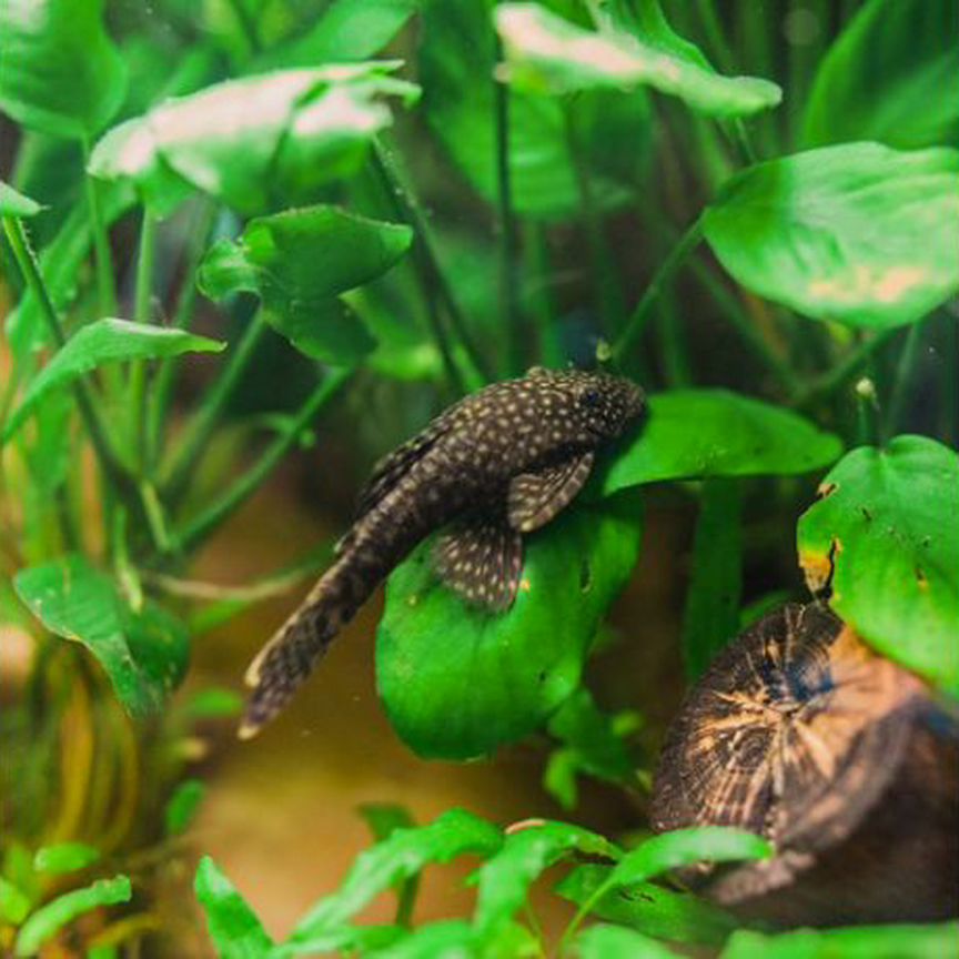 Сомик анциструс и тернеция желтая