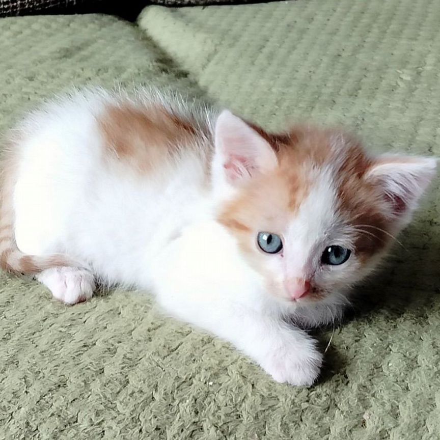 Котенок на счастье