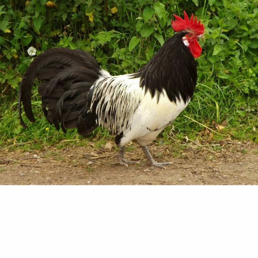 Петух породы лакенфельдер