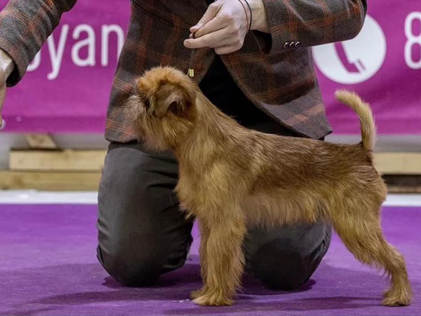 Брюссельский гриффон