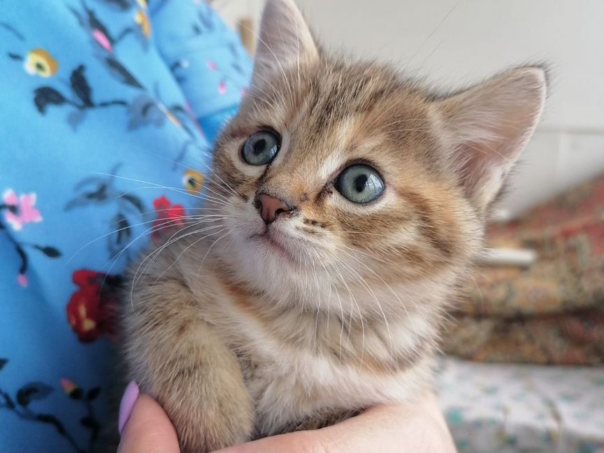 Кошечка 1 мес. в добрые руки