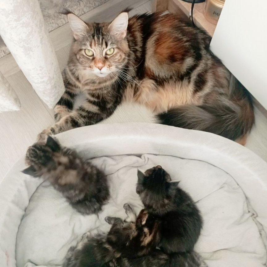 Котята мейн-кун