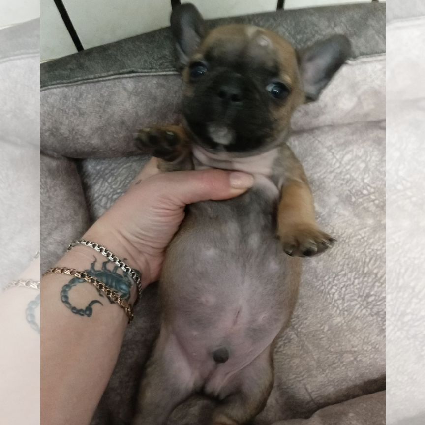 Французский бульдог, щенок