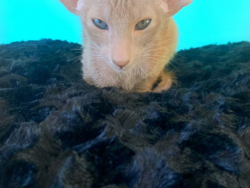 Ориентальный котенок девочка